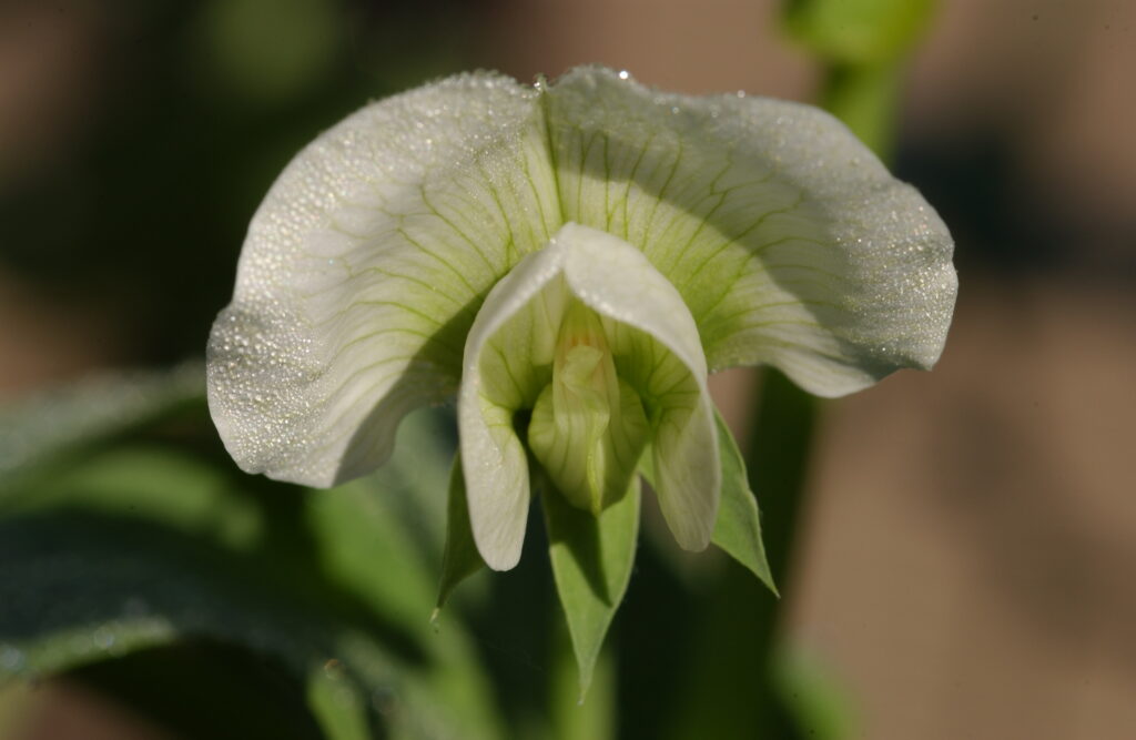 What Exactly Is Permaculture? (Get started by sowing peas!)