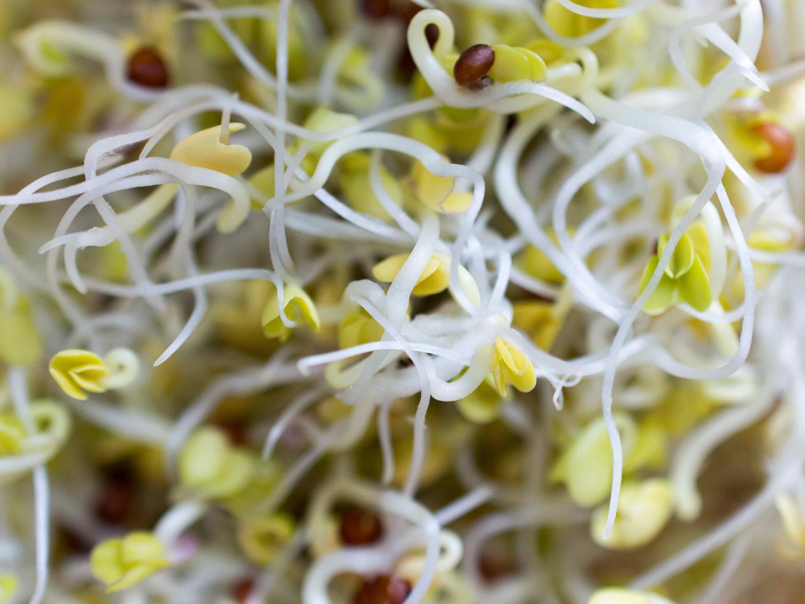 Little Gem and Sprout Salad with Lemon Buttermilk Dressing and Radish ...