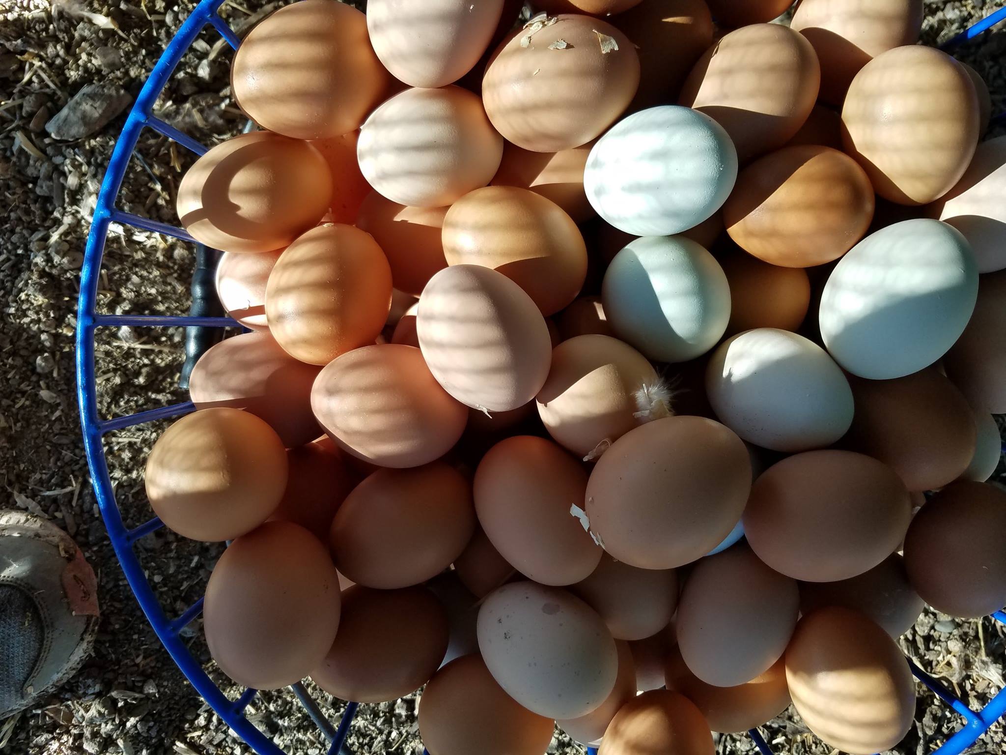 Farm-Fresh Eggs: A Rainbow of Colors