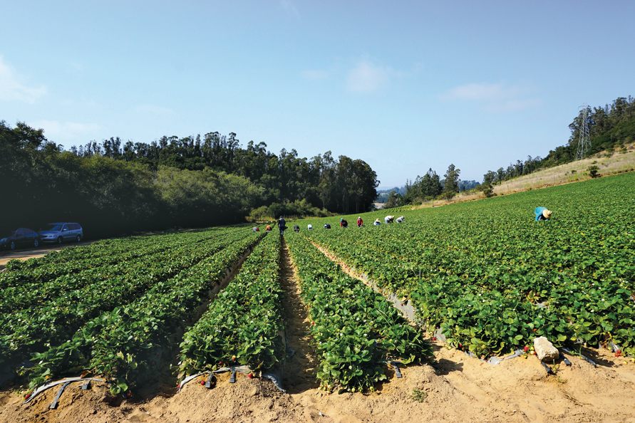 Organic Farmers United: Coke Farm Helps Bring Certified Growers ...
