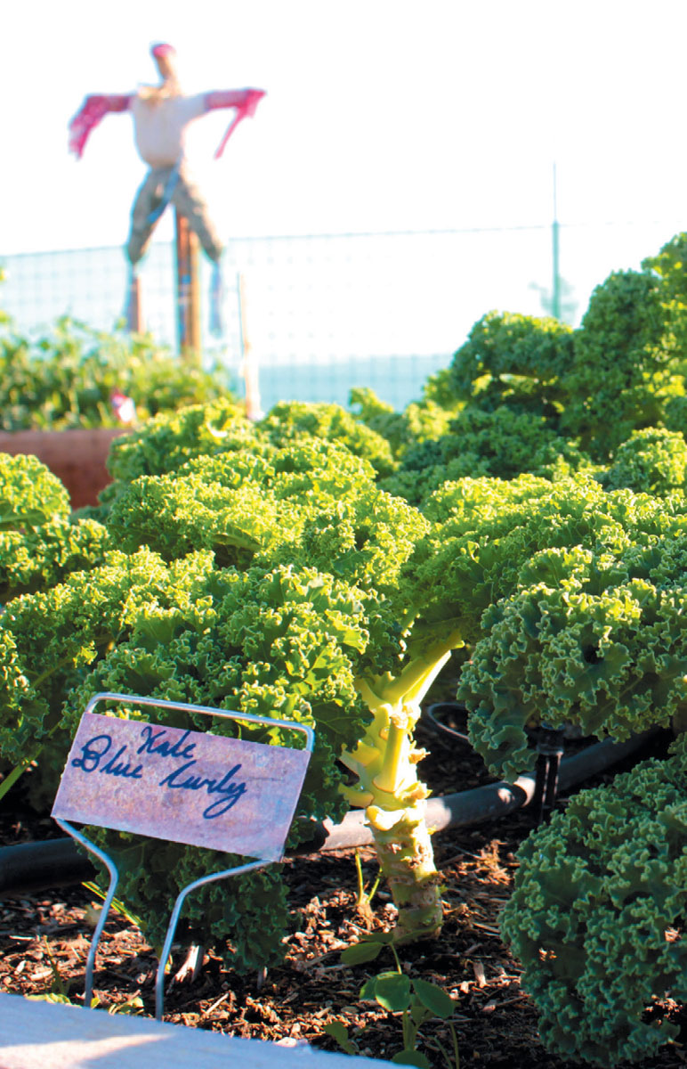 Grandview Farms: Sustainable Farming With a View