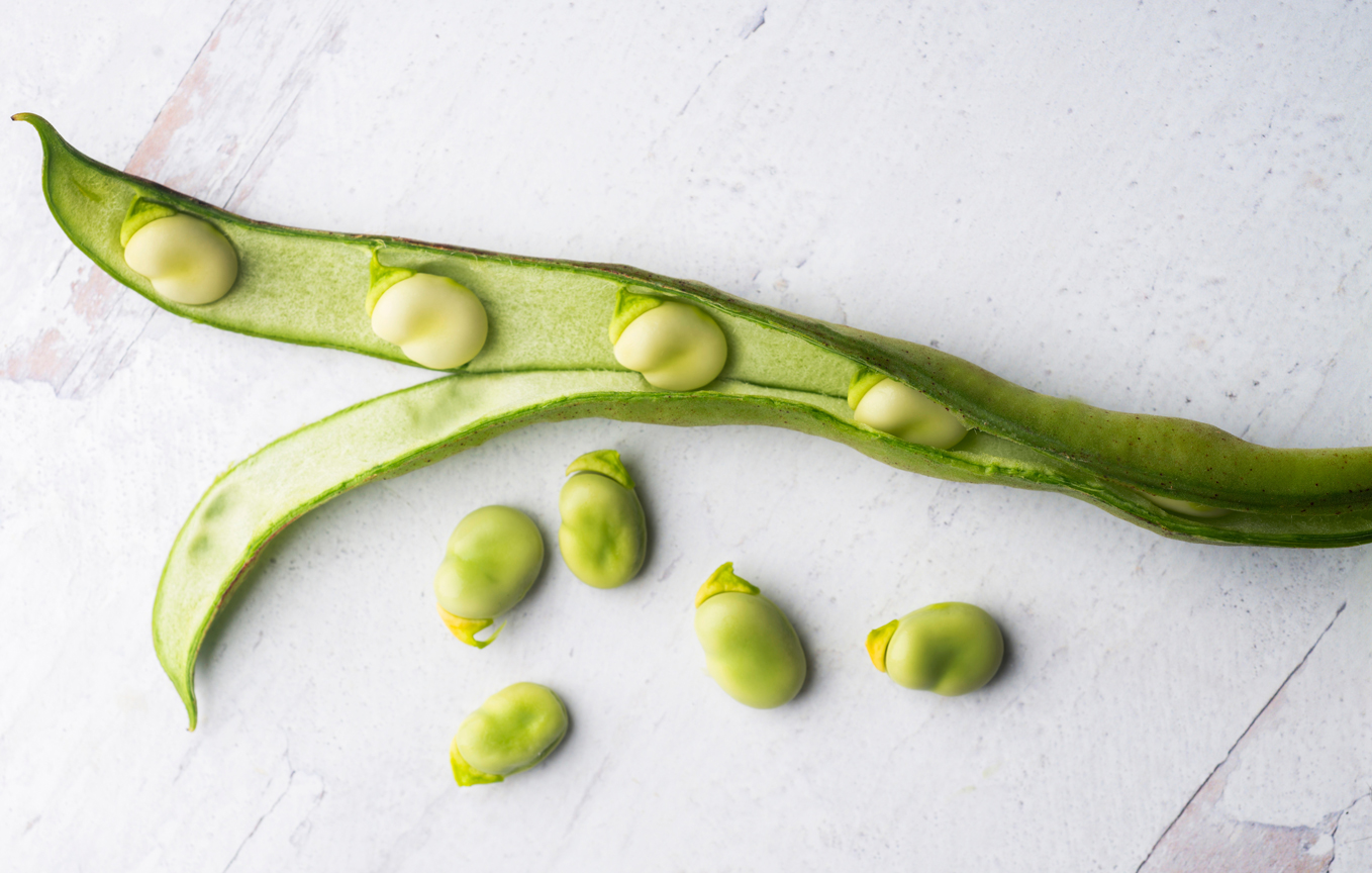 A Taste of Bay Area Fava Beans