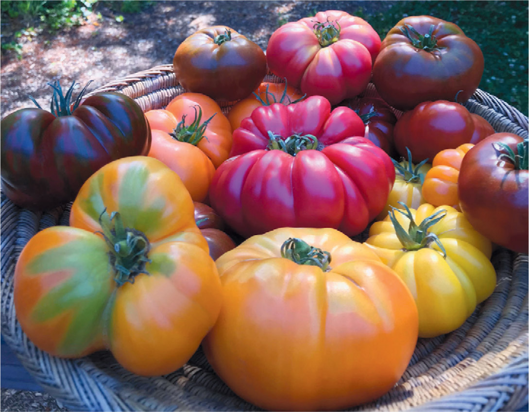 Discover the Tomato Rainbow and the World Tomato Society